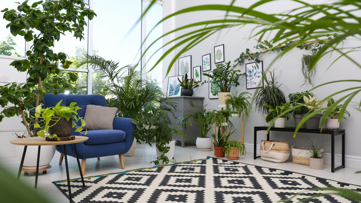 How to Select the Perfect Houseplant for Your Home– Just One More Plant